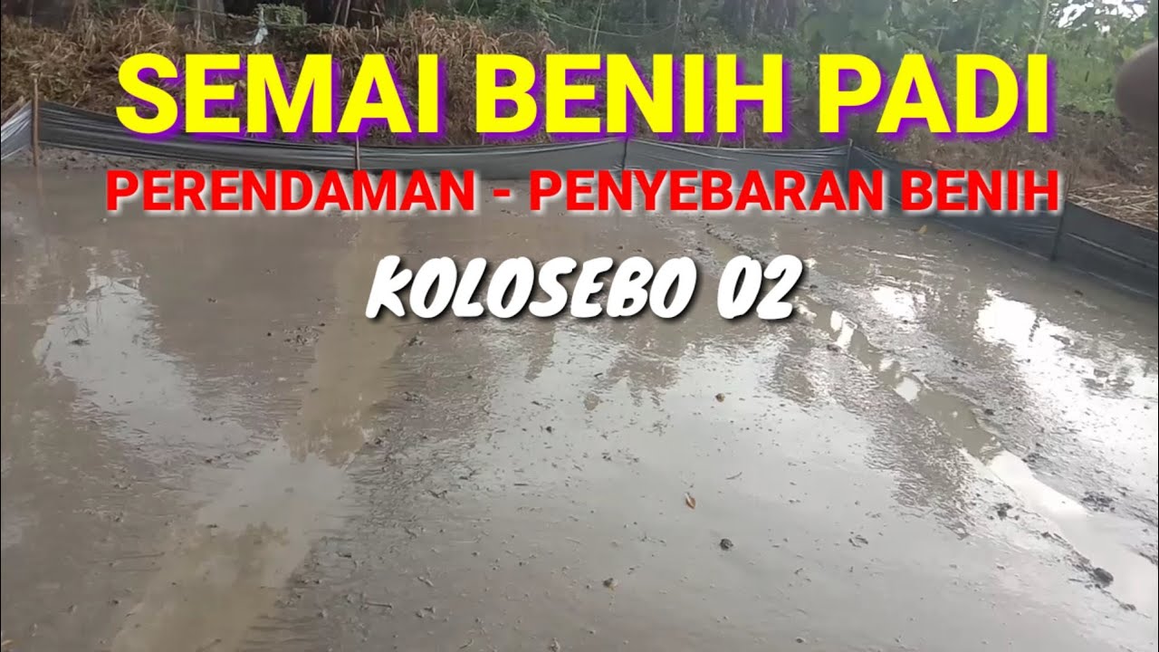 CARA MUDAH SEMAI BENIH PADI KOLOSEBO 02 - YouTube