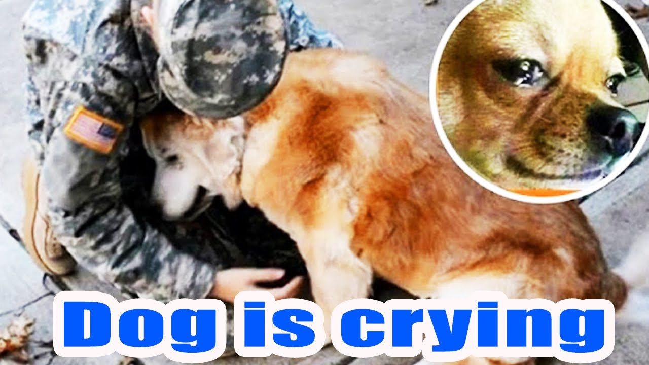 Seeing the humanity of animals and birds will make you cry! Animals ...