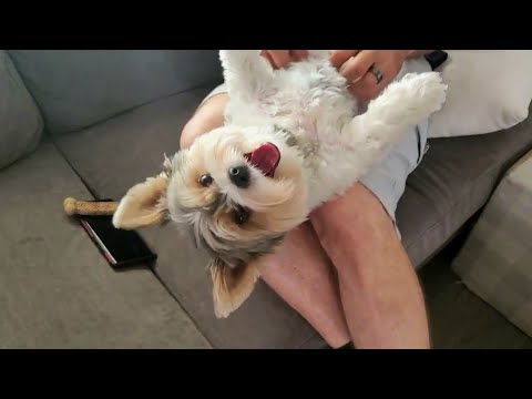 Our Yorkie Had A Heart Attack! We're Worried About Him - YouTube