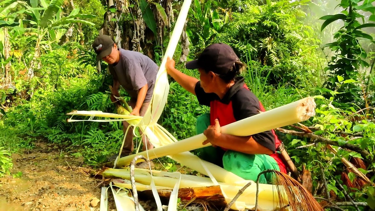 RIBUAN POHON PISANG LIAR LANGSUNG MASAK - YouTube