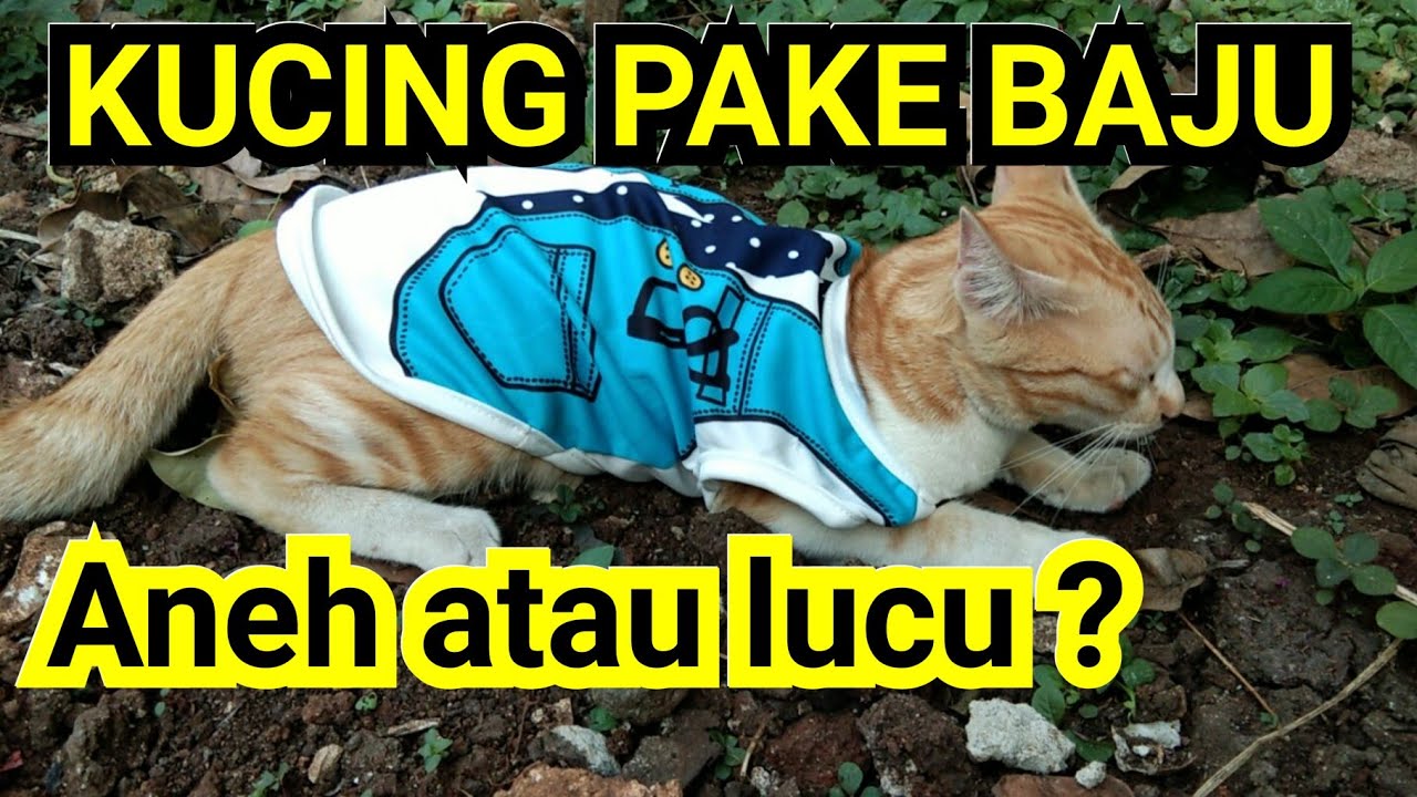 KUCING PAKE BAJU - YouTube