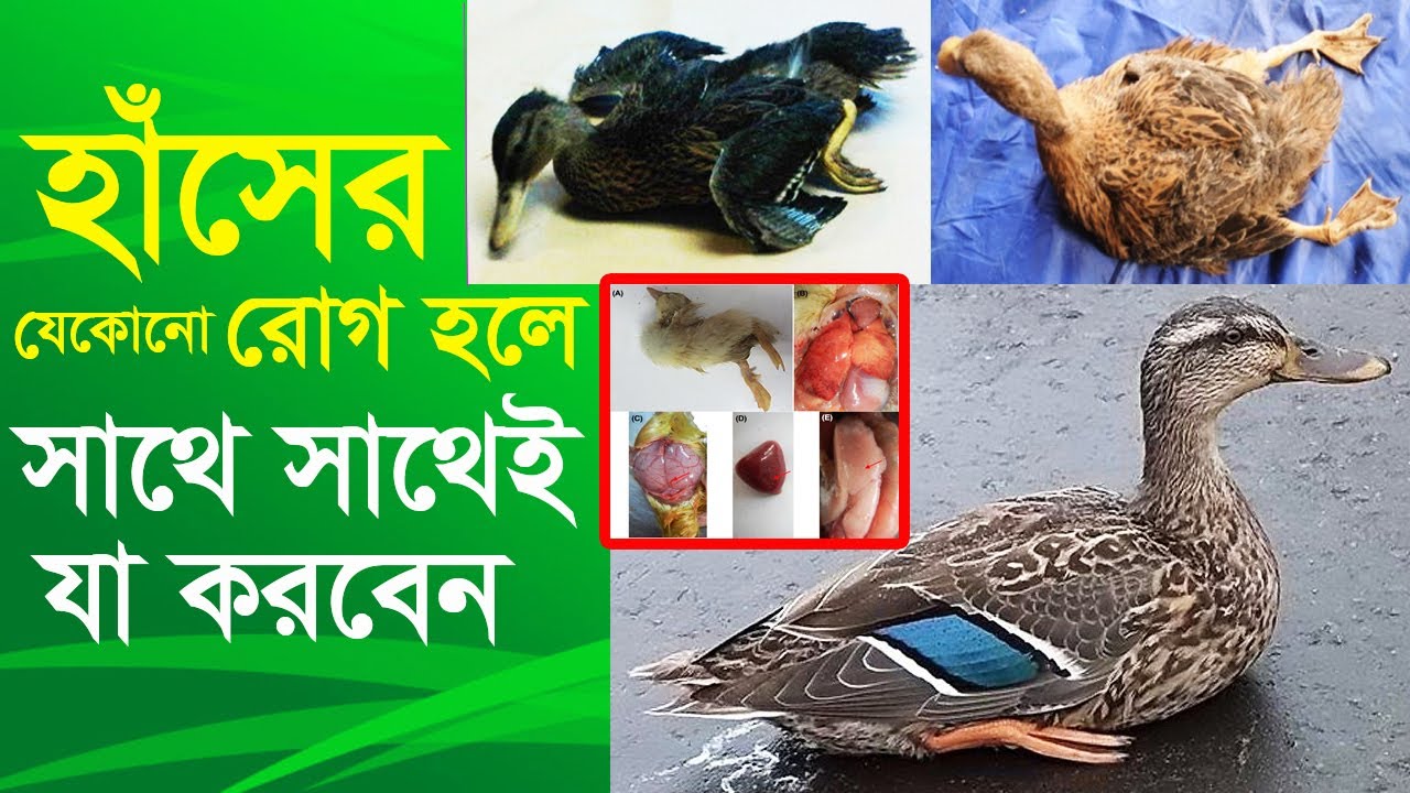 হাঁসের যেকোনো রোগ হলে প্রথমেই কি করবেন জেনে নিন । মাসলেভি হাঁসের খামার ...