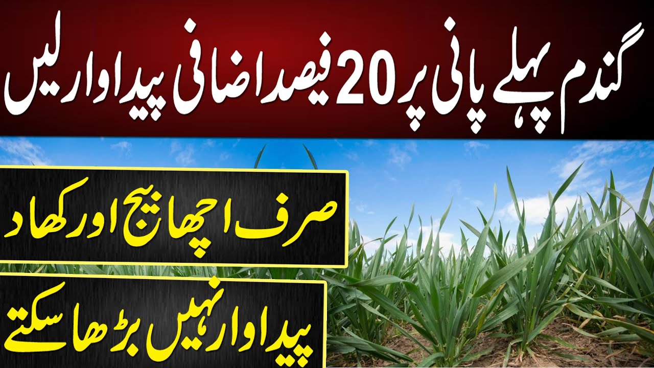 wheat growing in Pakistan with new technology - YouTube