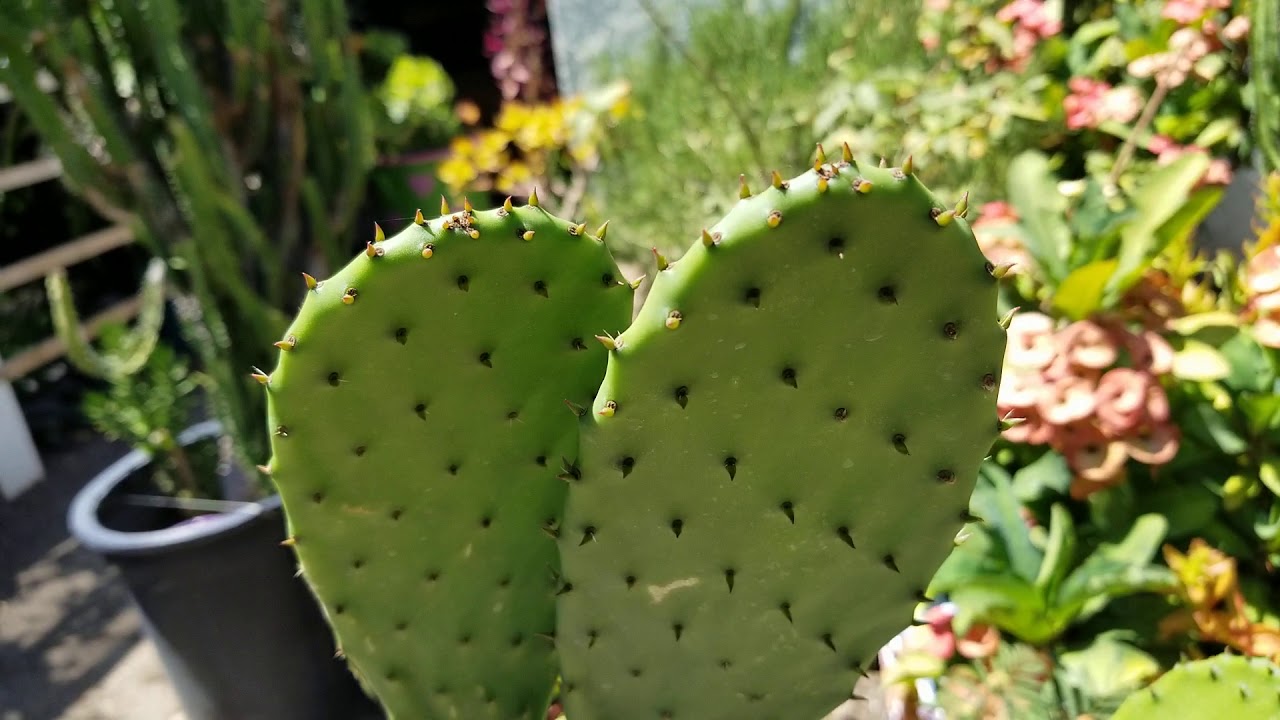 Cosecha de nopales, de los que fueron reproducidos. En 4 partes.. - YouTube