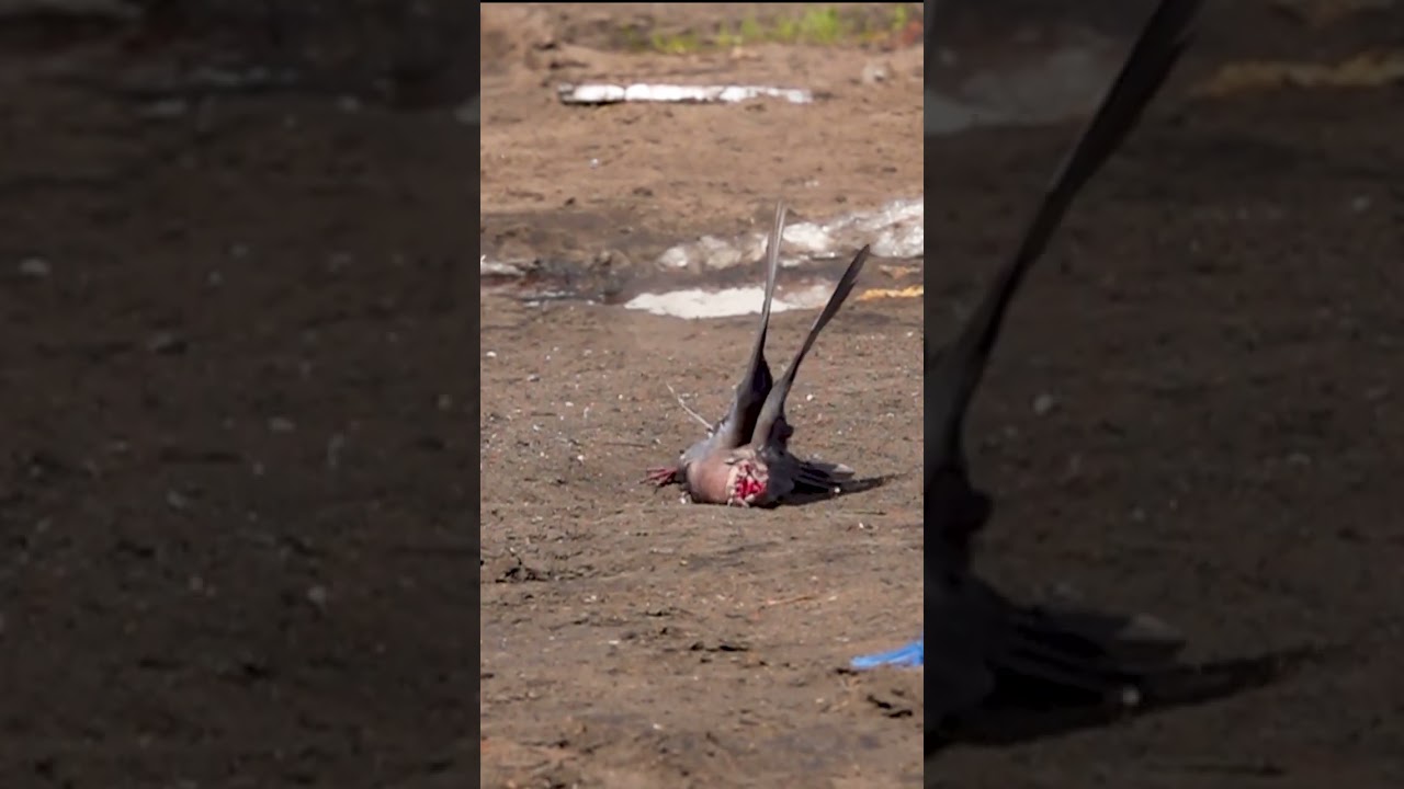 Watch This Insane Airgun Slug Headshot in Slow Motion! - YouTube