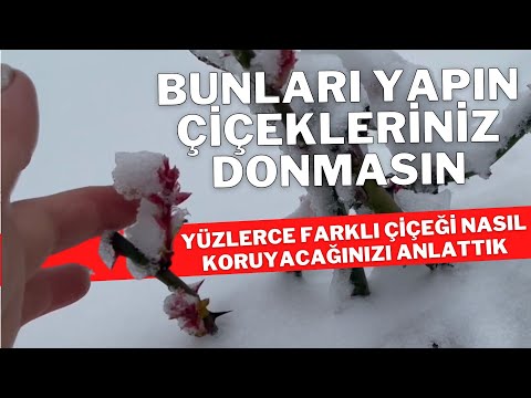 Bahçedeki ÇİÇEKLERİ Kış DONLARINDAN Nasıl Koruruz II çiçek çiçek bakımı çiçek bakımı videolari
