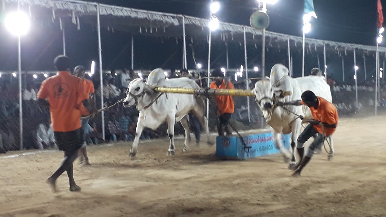 Ongole Jathi Eddulu Banda Lagudu Potilu 2019, Powerful Ongole Edlu ...