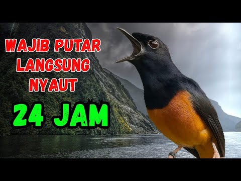MELATIH BONGKAR ISIAN‼️PANCINGAN MURAI BATU GACOR AMPUH JADIKAN MURAI DIAM AGAR MAU BUNYI GACOR