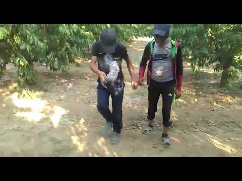 Tarlada halay keyfi (#azat akyol#numan ayhan) fameler