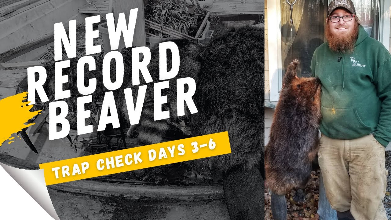 Michigan Water Trapping - NEW RECORD BEAVER!!! - YouTube