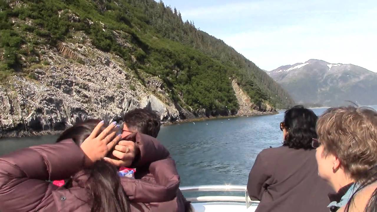 Kittiwake Bird Rookery - Prince William Sound, ALASKA - YouTube