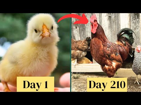 Rhode Island Red Chickens Chick Growth DAY BY DAY | Ayam Rir Chicken ...