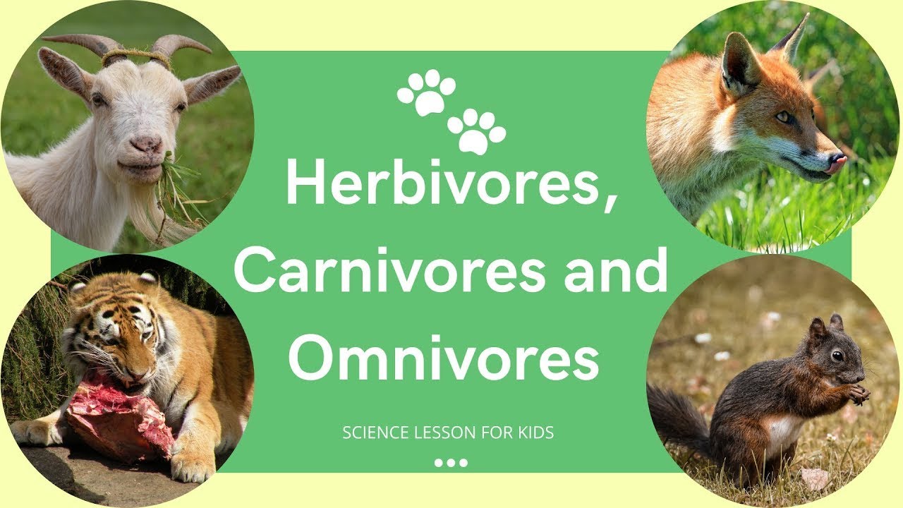 Why don't we eat carnivorous animals .what are the reasons explained ...