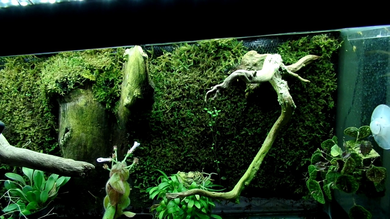 My experience with moss (UPDATE in comments) - YouTube