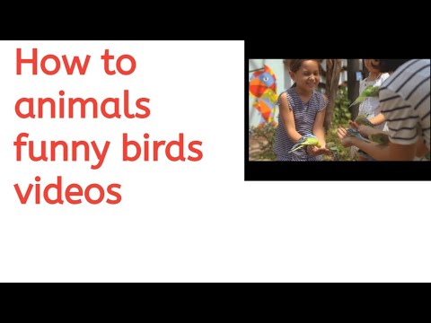 How to make funny animals video How to edit funny animals video How ...