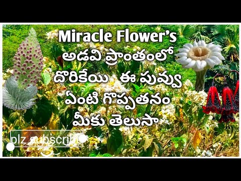 Miracle Flower's అడవి ప్రాంతంలో దొరికేయి ఈ పువ్వు ఏంటి గొప్పతనం మీకు ...