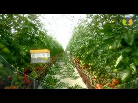 BioBeeEnglish110809 - YouTube