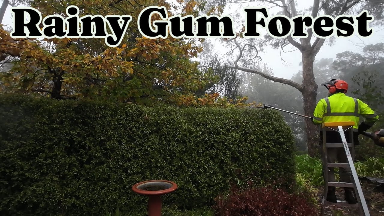 Rainy Gum Forest Hedge Trimming - YouTube