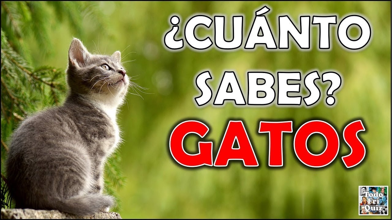 ¿Cuánto Sabes Sobre los "GATOS"? Test/Trivial/Quiz - YouTube