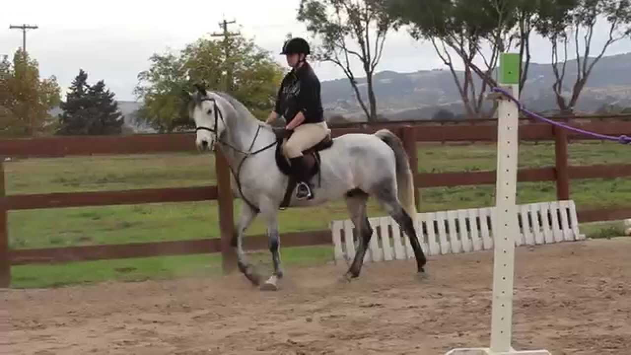 Beau Castle Bey - 2006 Arabian Gelding (Bravado Bey Son) - FOR SALE ...