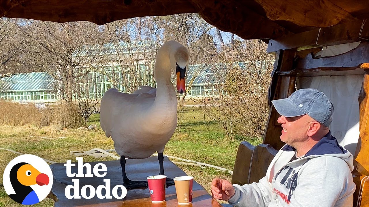 Man Befriends Swan And Takes Him Everywhere He Goes | The Dodo - YouTube