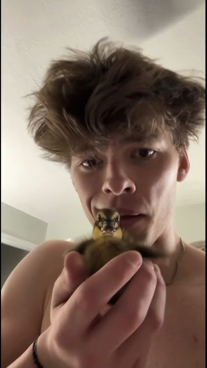 im obsessed w my ducks #funny #trending #funnyviral #ducks #viral #duckling #pet #pets - YouTube