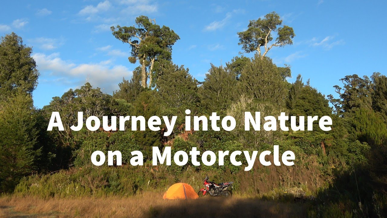 Riding Through the Trees: A Journey into Nature on a Motorcycle. - YouTube