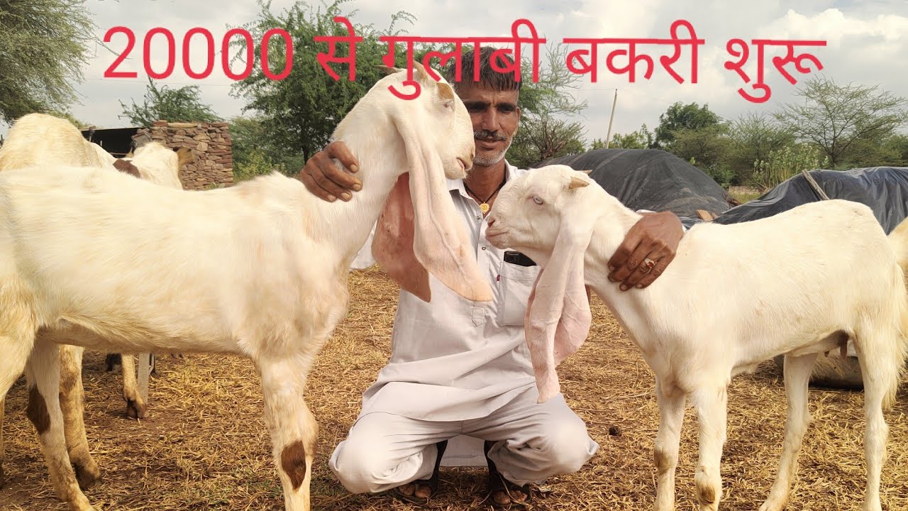 20000 से गुलाबी फिमेल - YouTube