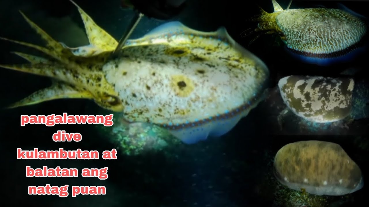 EP40 pangalawang dive kulambutan at balatan ang natag puan night ...