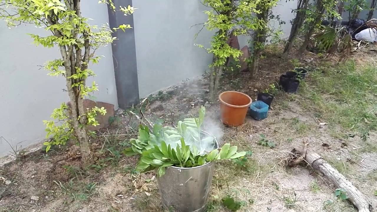 乐素坤Dr. Rosukon(9) - YouTube