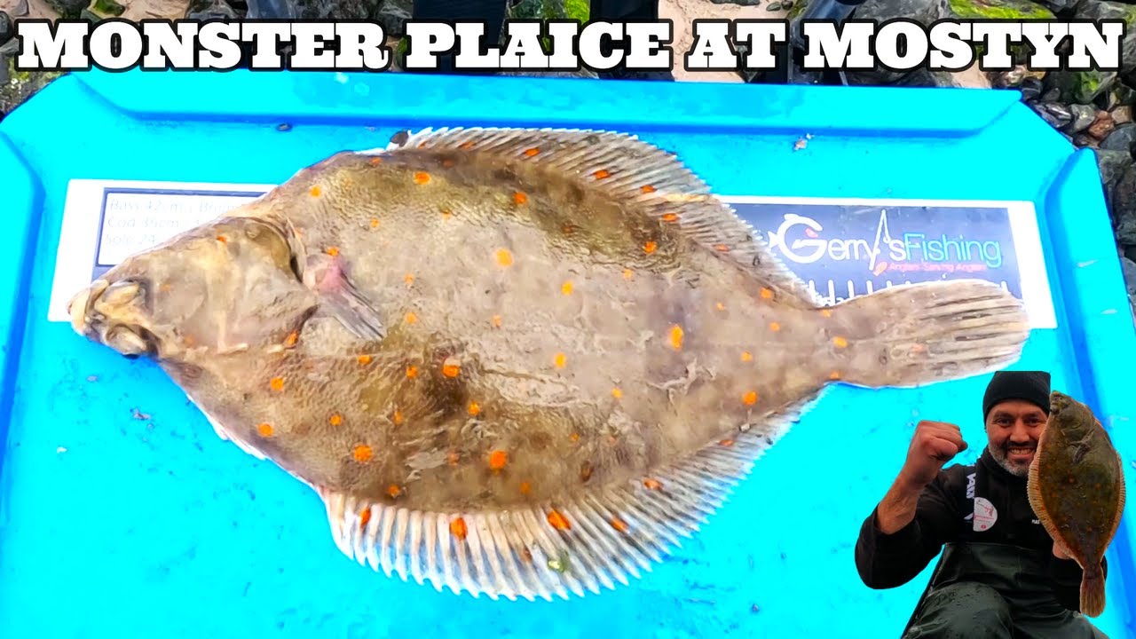 PLAICE FISHING IN MOSTYN NORTH WALES | HUGE PLAICE | NEW PB | HINTS AND ...