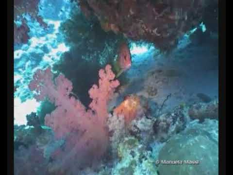 CONSHELF 2 SHAAB RUMI - African Parks Foundation - Sudan Expedition By ...