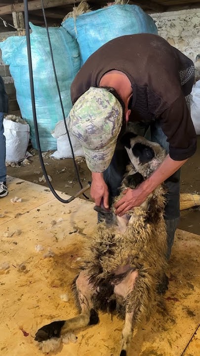 Learning to shear sheep with Robbie 🐑 - YouTube