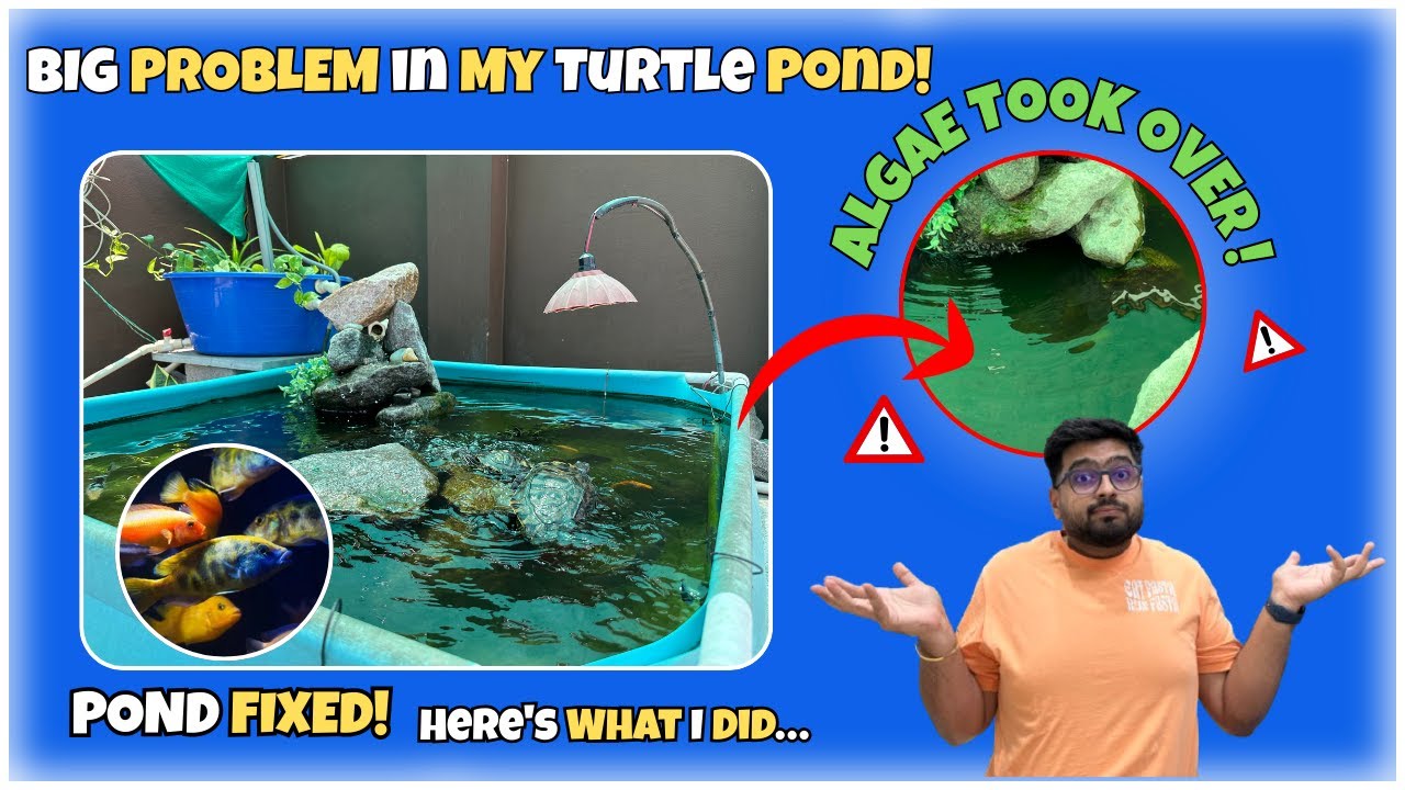 My EPIC Turtle & Cichlid Pond UPDATE from Kids' Pool! 🌿 Algae GONE?! 😱 ...