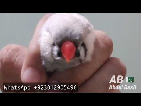 Dominant Silver Zebra Finches - YouTube