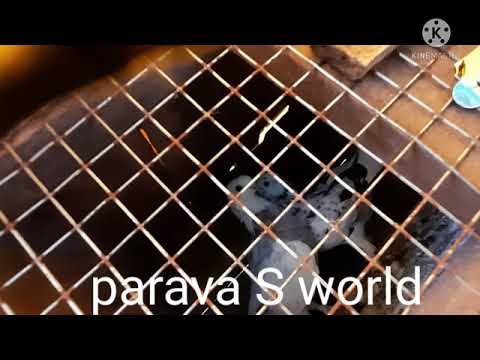paravas breding - YouTube