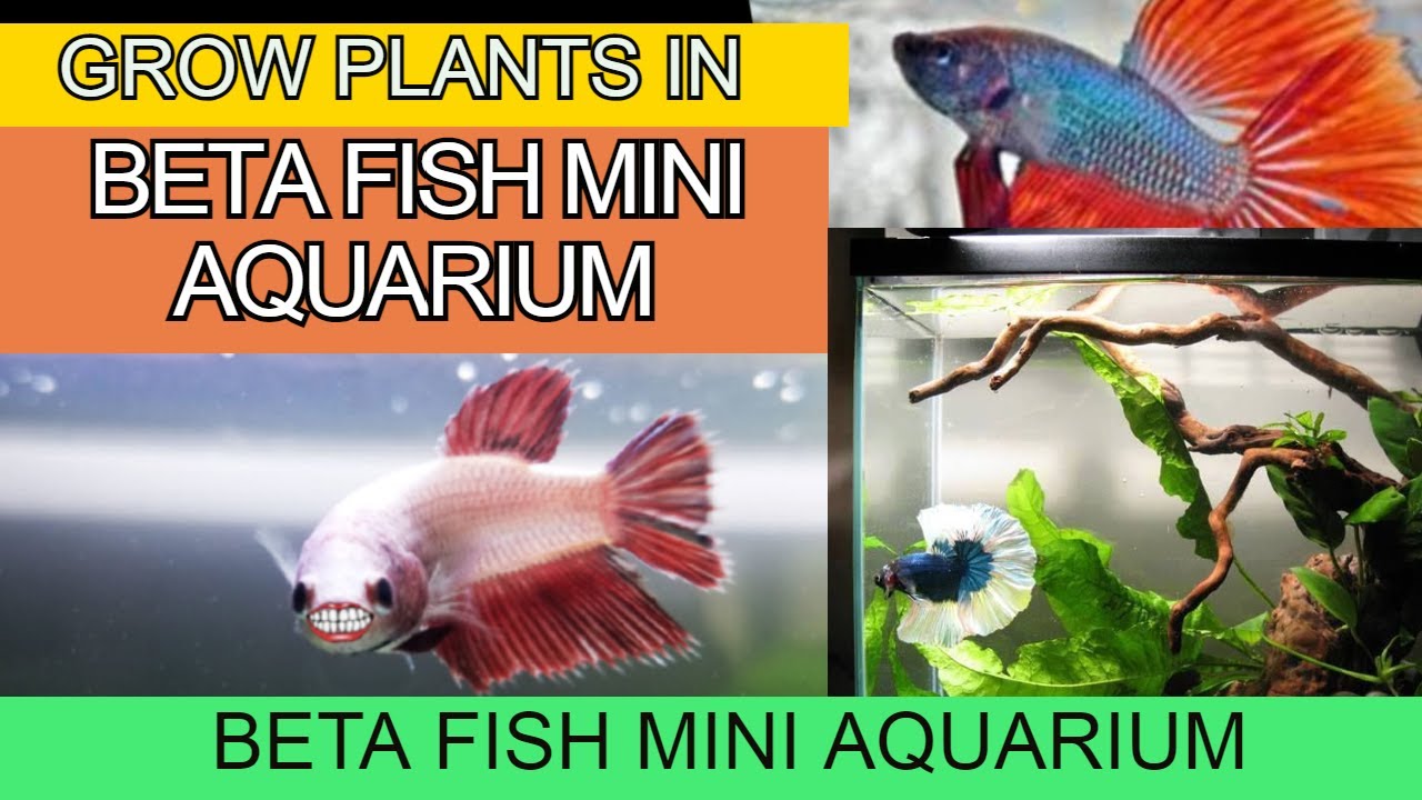 BETA FISH MINI AQUARIUM |GROW PLANTS IN FISH BOWS (BETA FISH ) - YouTube