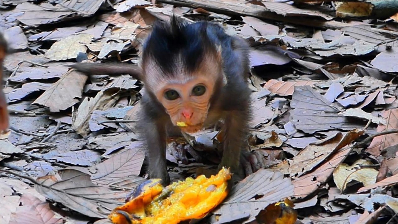 The adorable Summary Clip! Little baby Sterling, starving baby ...