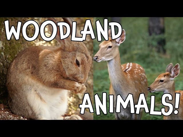 Real Woodland Creatures