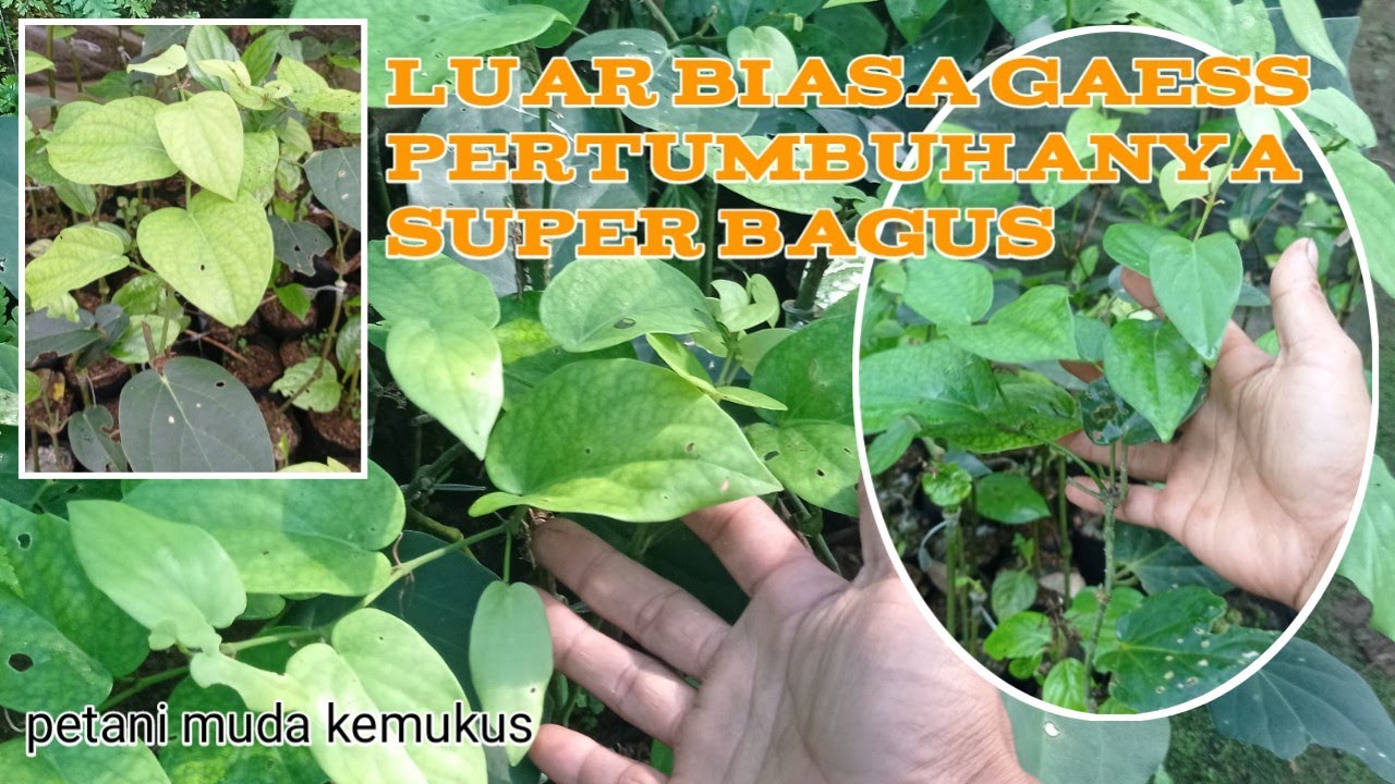 bibit kemukus sambung melada - YouTube