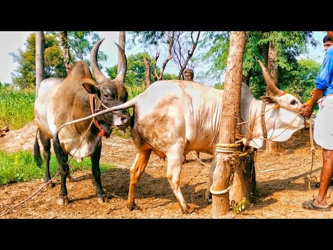 Big kangeyam mayilai breed 💕 tamilnadu best Bull and cow 👑 jallikattu kalai 🔥