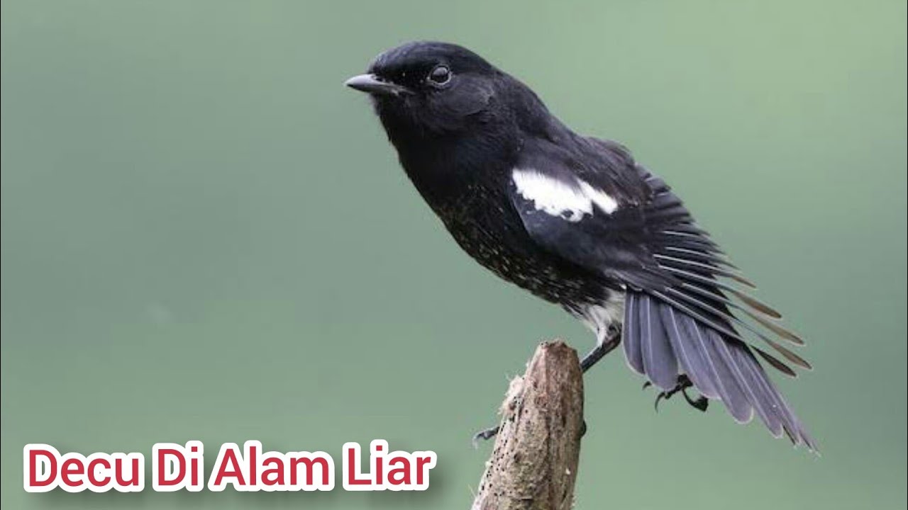 Burung Decu Di Alam Liar|Pied Bushchat - YouTube