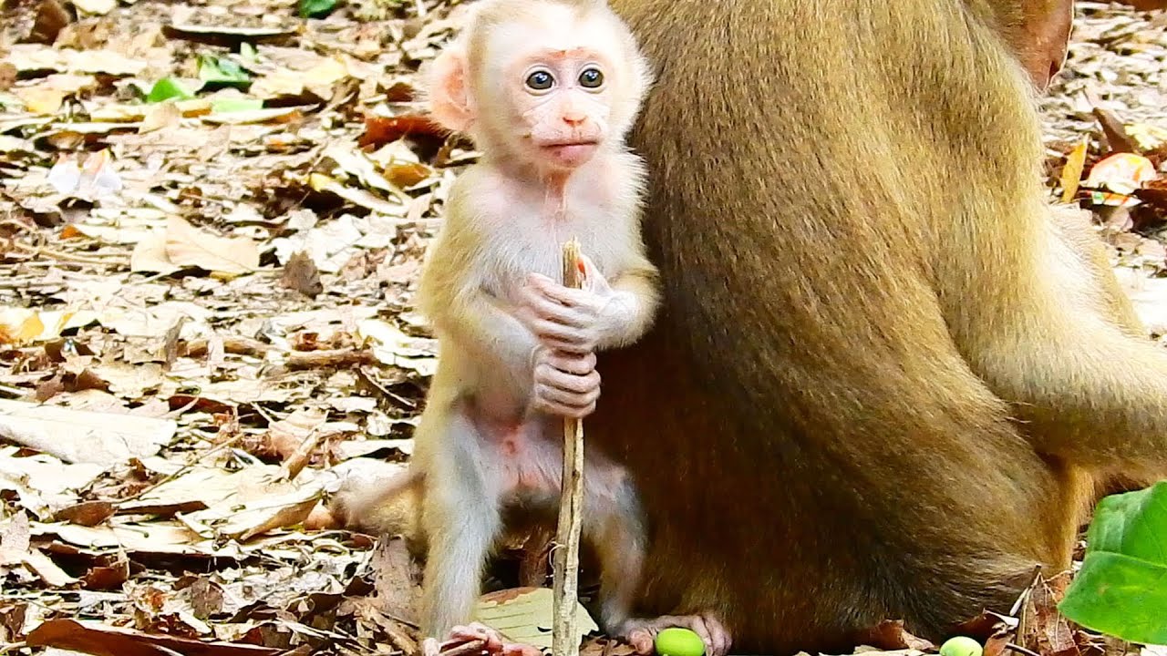Wooow Cute baby monkey Lucie standing up straight very beautifully ...