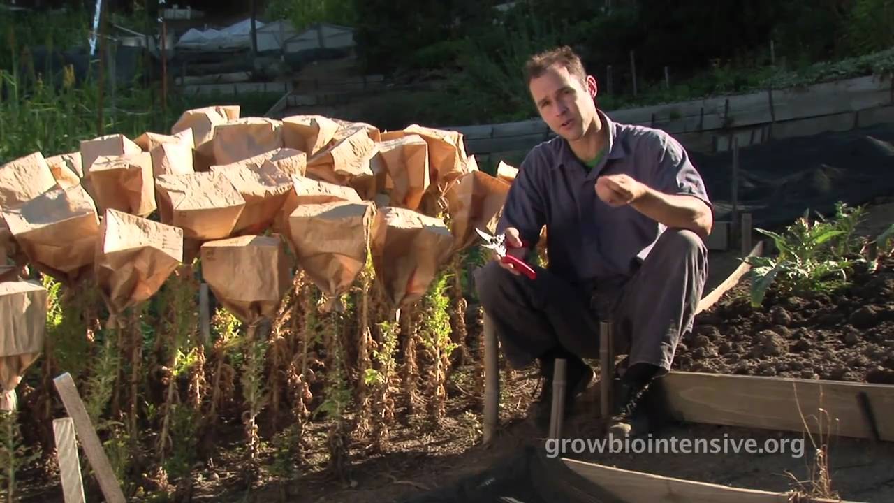 Session 7: GROW BIOINTENSIVE: A Beginner's Guide -- Seeds - YouTube