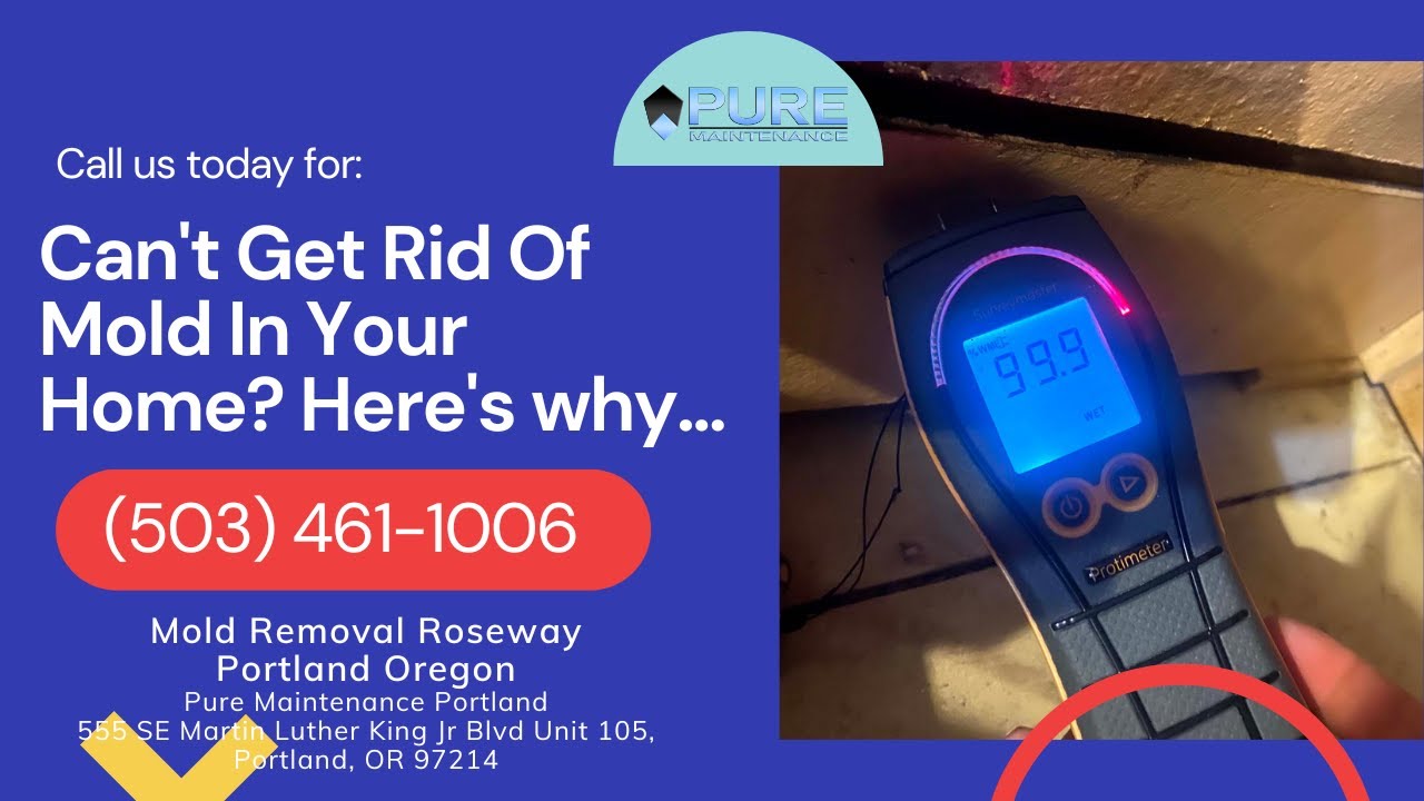 Mold Removal Roseway Portland Oregon - Pure Maintenance Portland - 503 ...