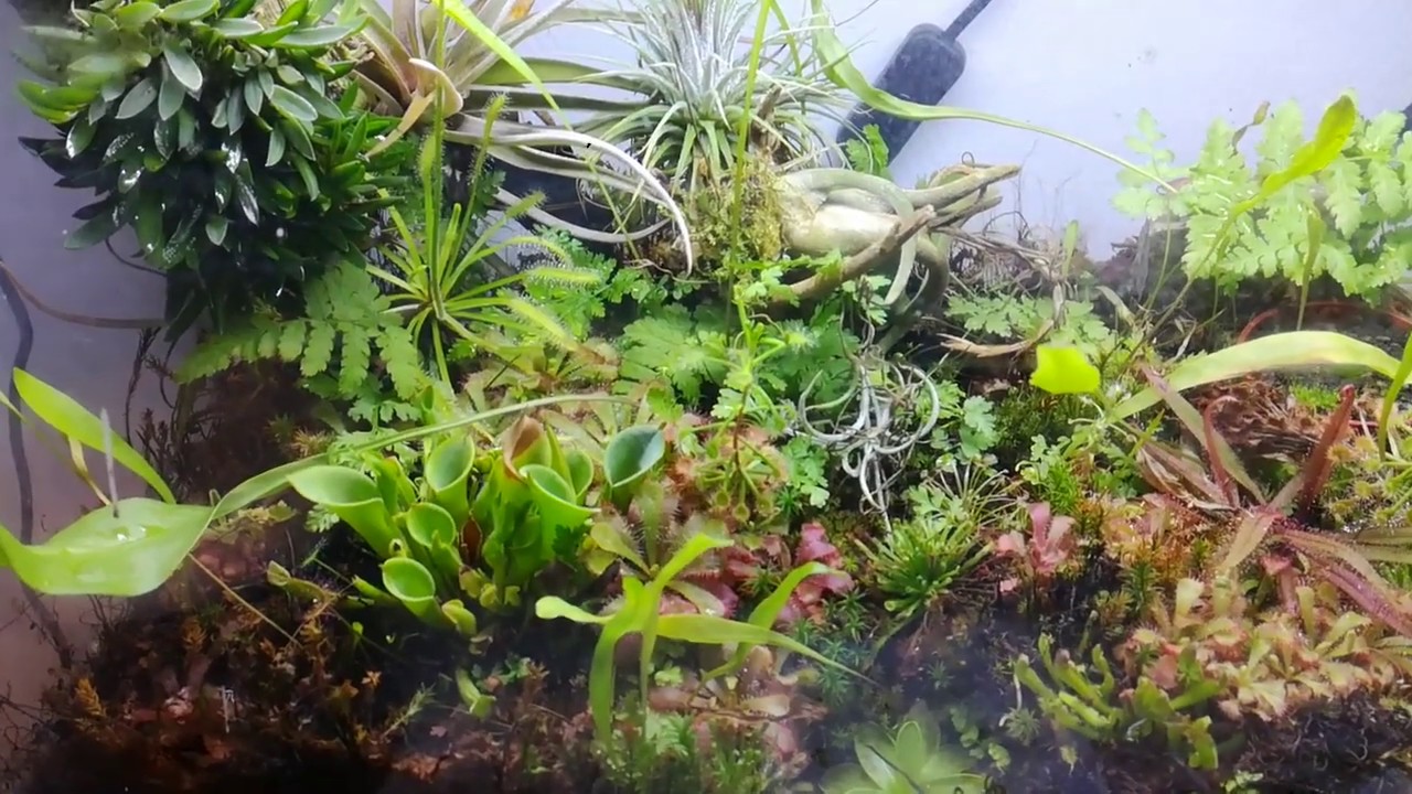 Terrarium with carnivorous plants - YouTube