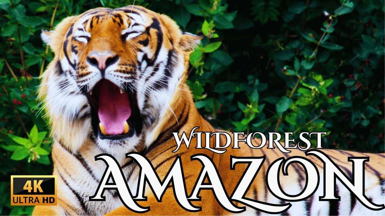 Amazon 4K - The World’s Largest Tropical Rainforest Adventure - YouTube