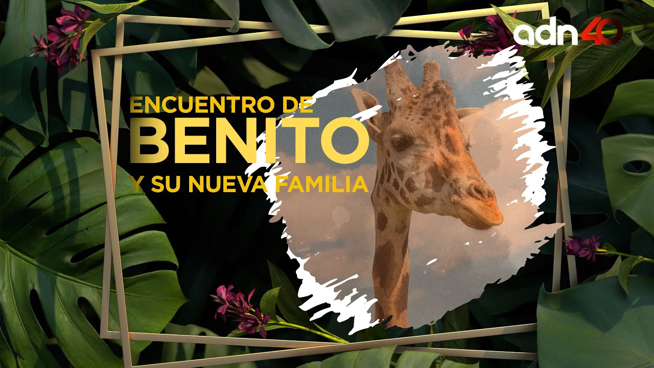 🔴 EN VIVO | Benito ya está con su nueva familia en Puebla, comienza el ...