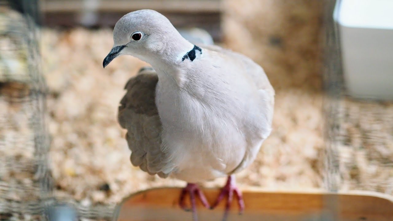 Skippy takes a bath! (Ringneck dove) - YouTube