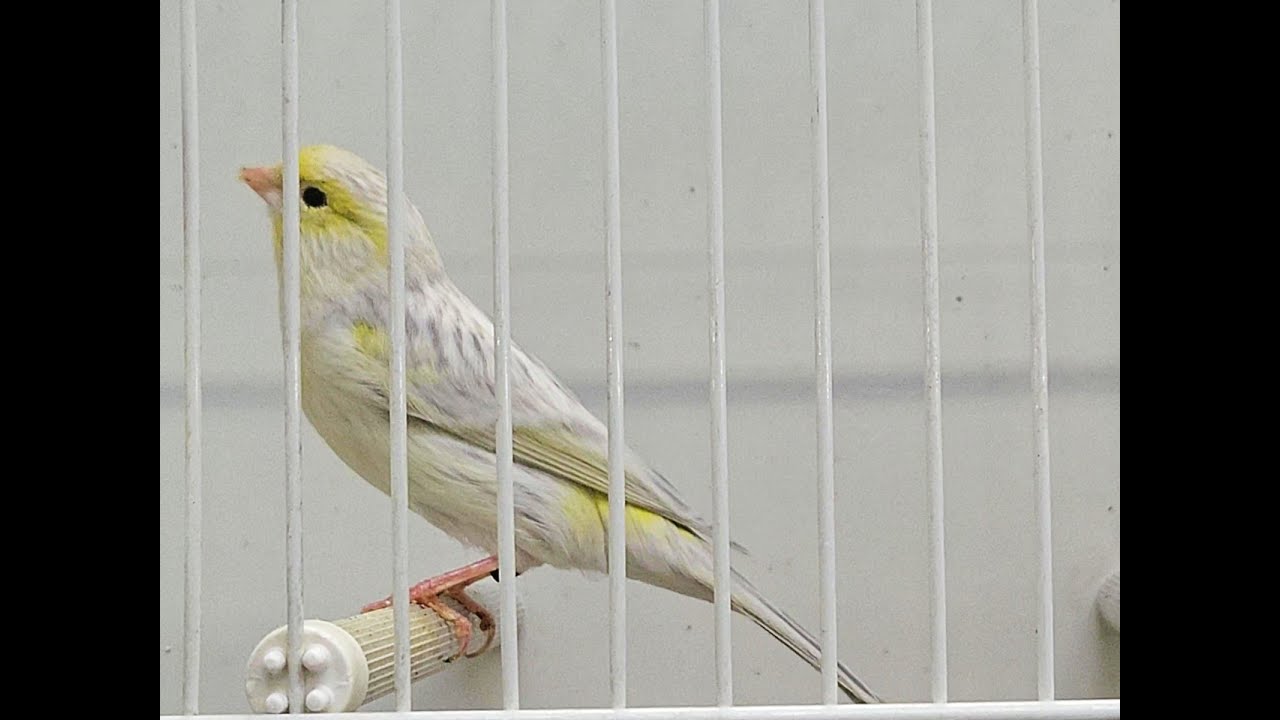 MODENA : CANARI AGATE OPALE MOSAÏQUE JAUNE - CHAMPION - YELLOW AGATE ...